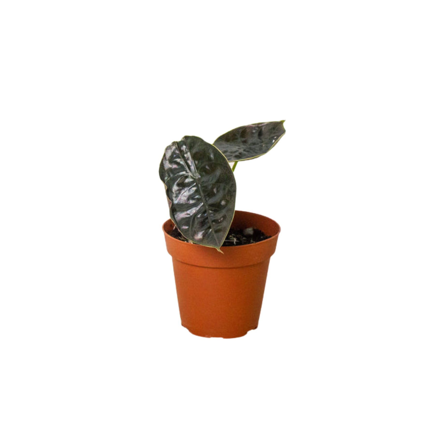 Alocasia Red Mambo 4 Inch Pot - Dancing Red Beauty | Granny Planties